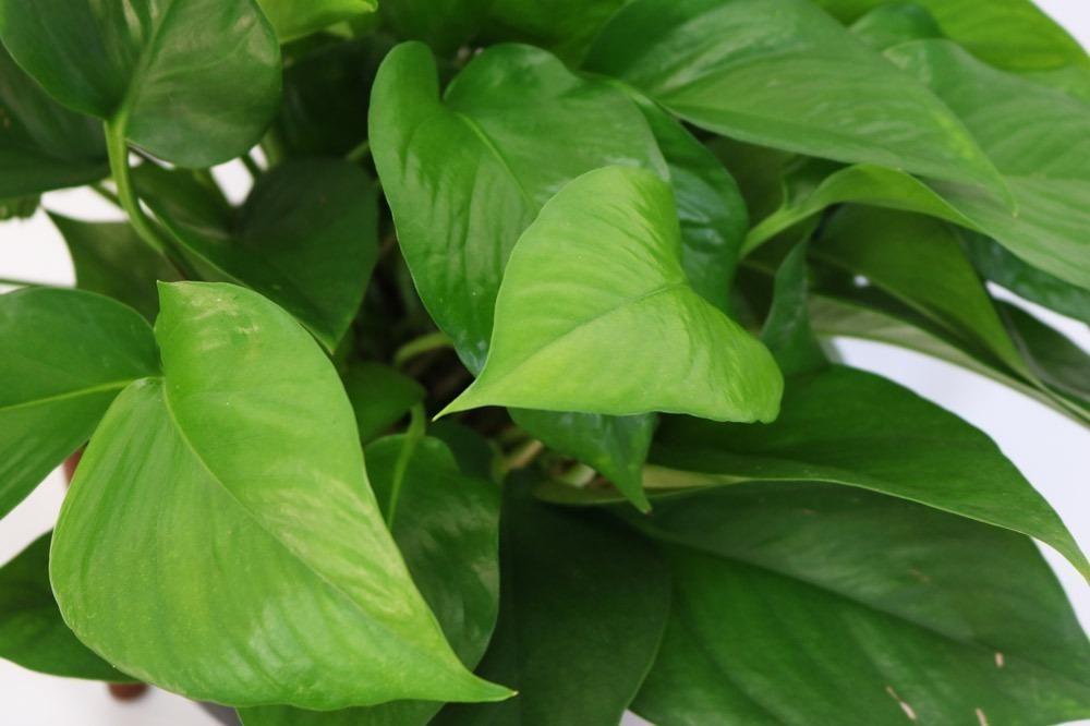 Medium Cascading Pothos With Nouvelle Pot, potted plant, shipped by ...