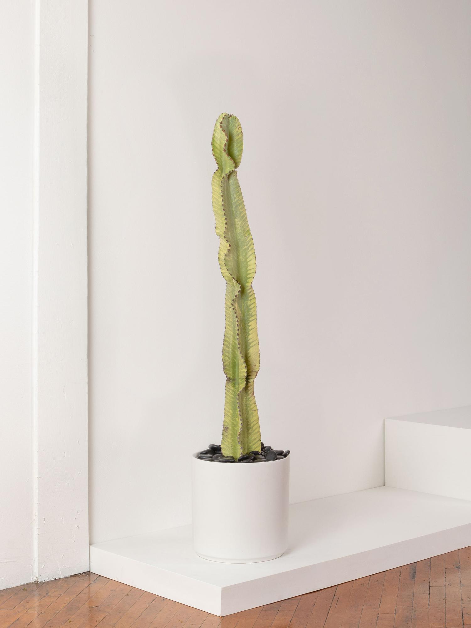 Extra Large Desert Cactus With Mid-Century Pot, potted plant, shipped ...