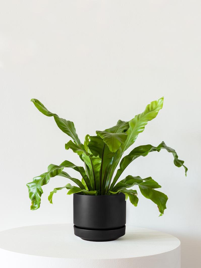 Medium Bird's Nest Fern With Scandinavian Pot, potted plant, shipped by ...