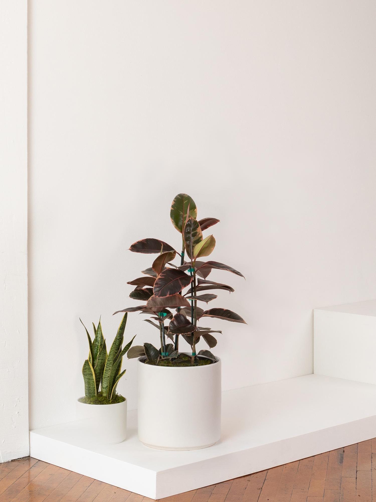 Extra Large Pink Rubber Tree, potted plant, shipped by Léon & George