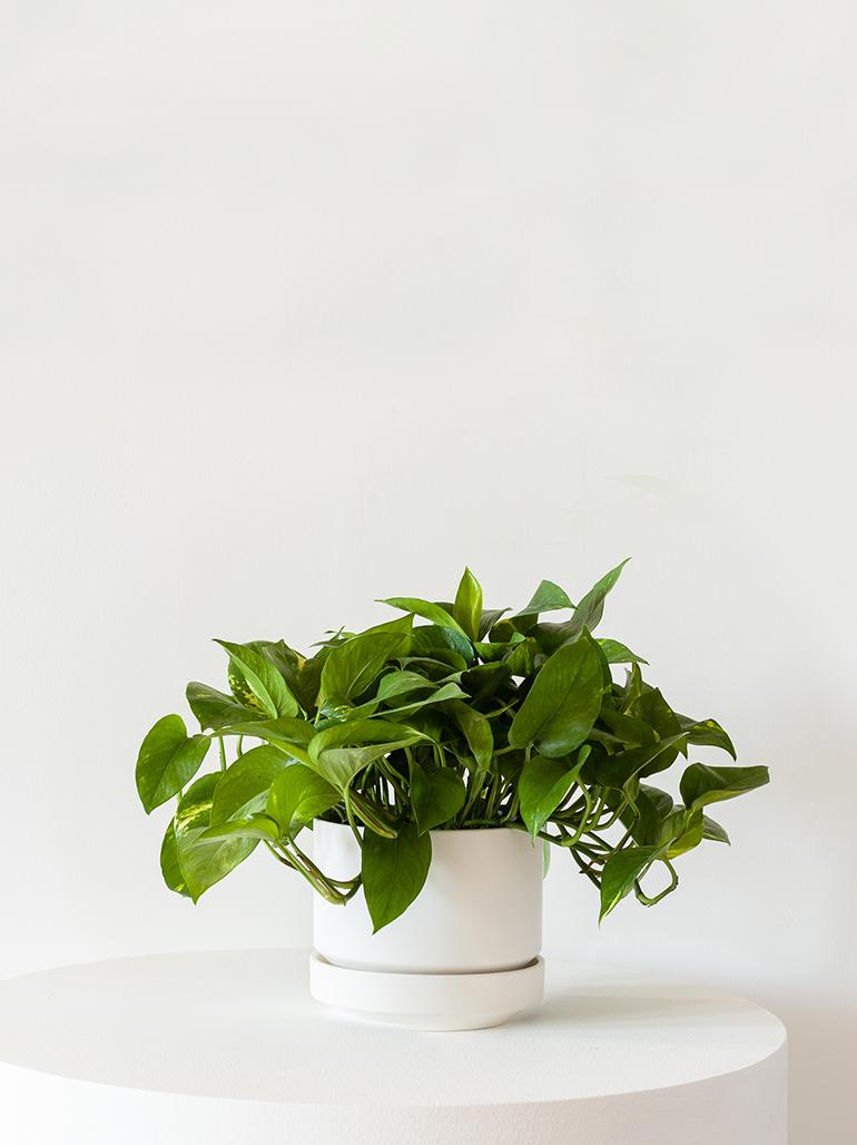 Cascading Pothos With Scandinavian Pot Medium 1-1 ½ ft tall, potted ...