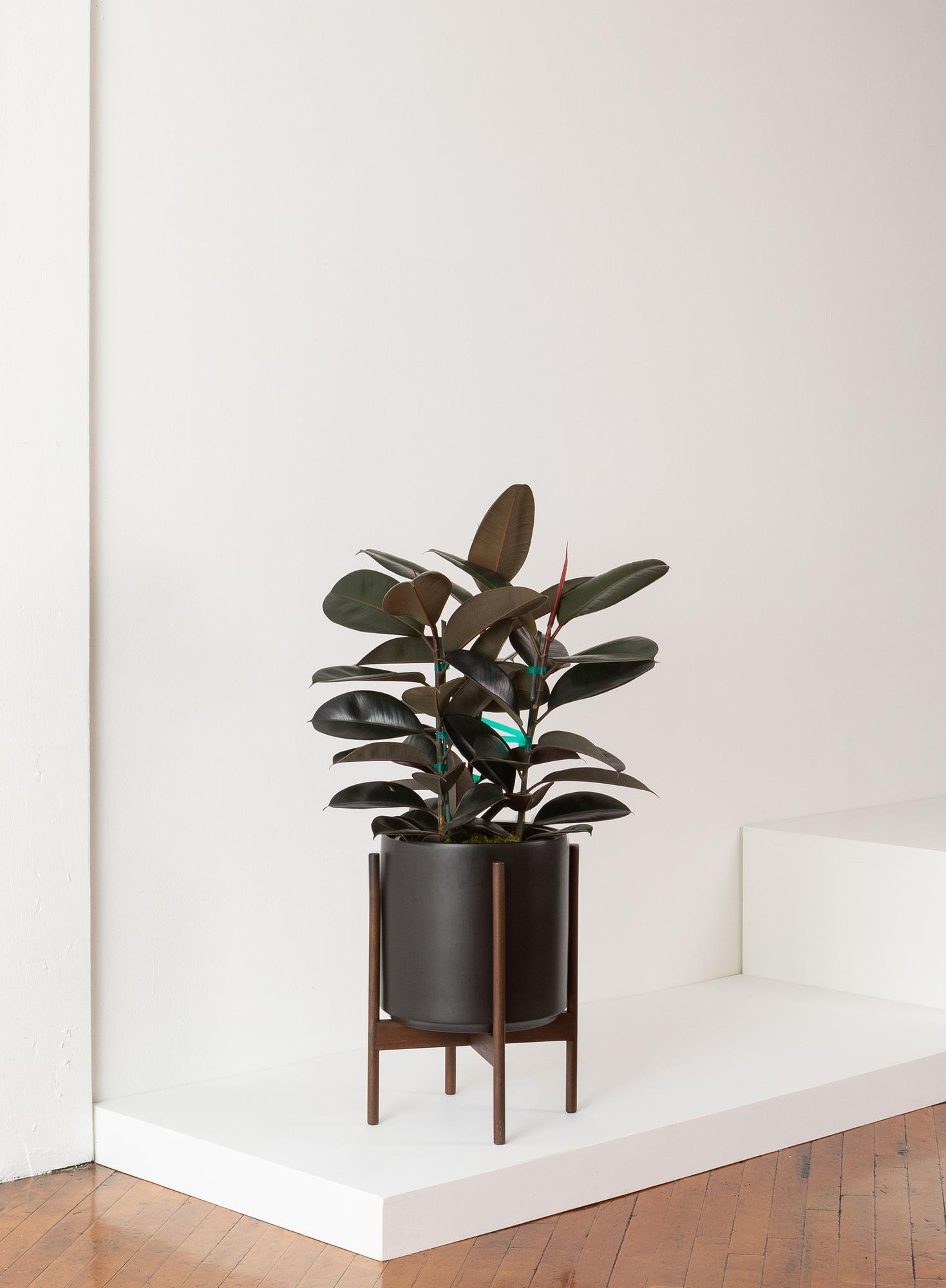 Extra Large Rubber Tree, potted plant, shipped by Léon & George