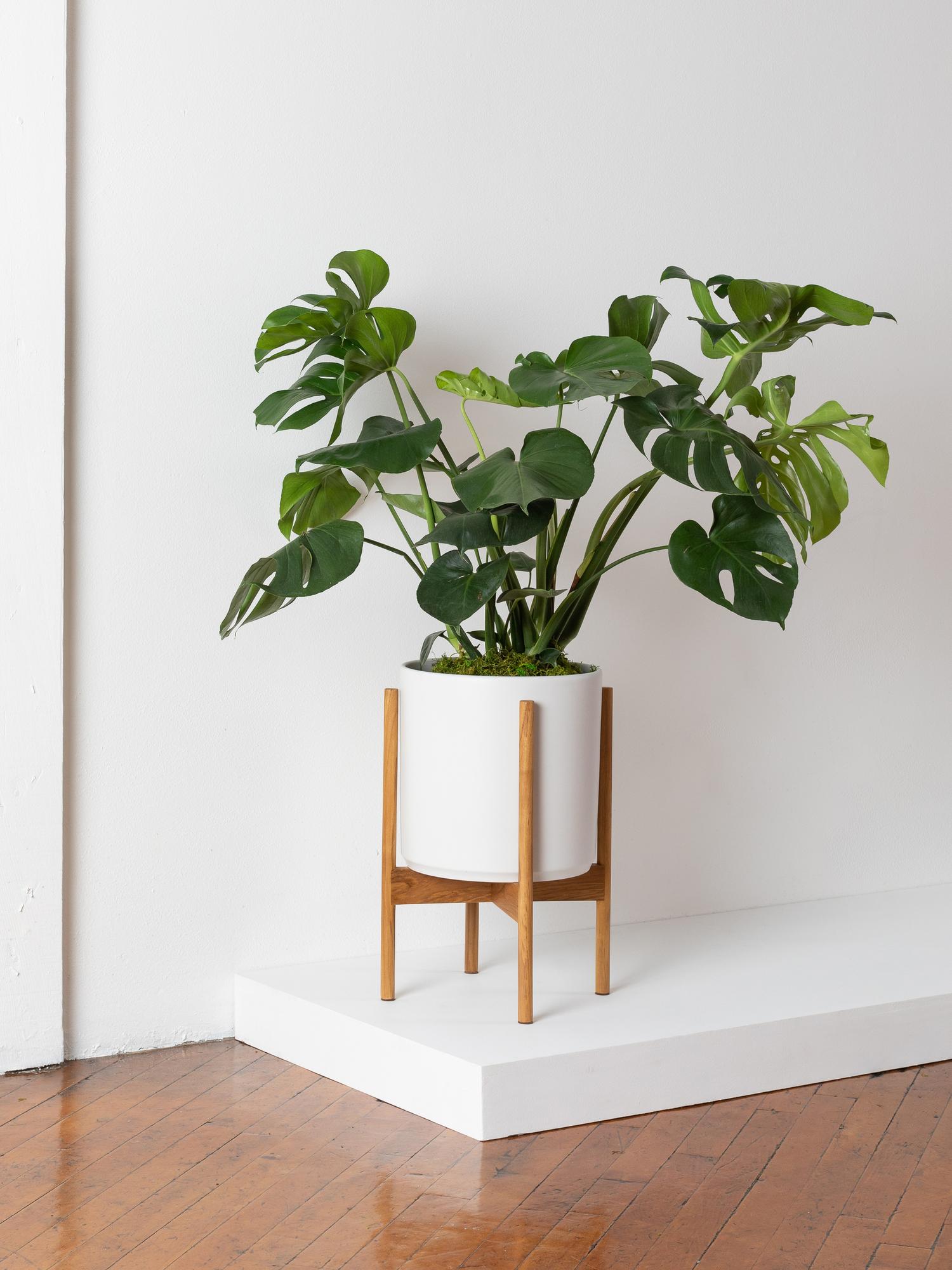 Large Monstera Deliciosa With Mid-Century Pot, potted plant, shipped by ...