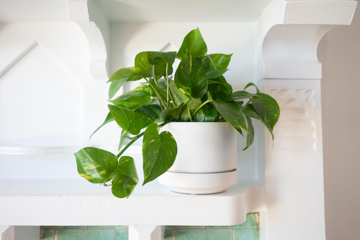 Cascading Pothos With Scandinavian Pot Medium 1-1 ½ ft tall, potted ...