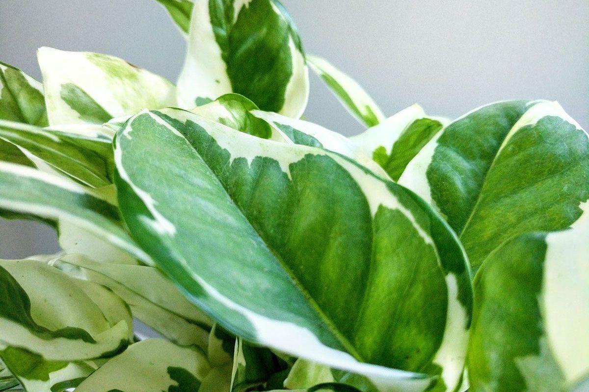 N'joy Pothos With Scandinavian Pot Small 8 in tall, potted plant ...