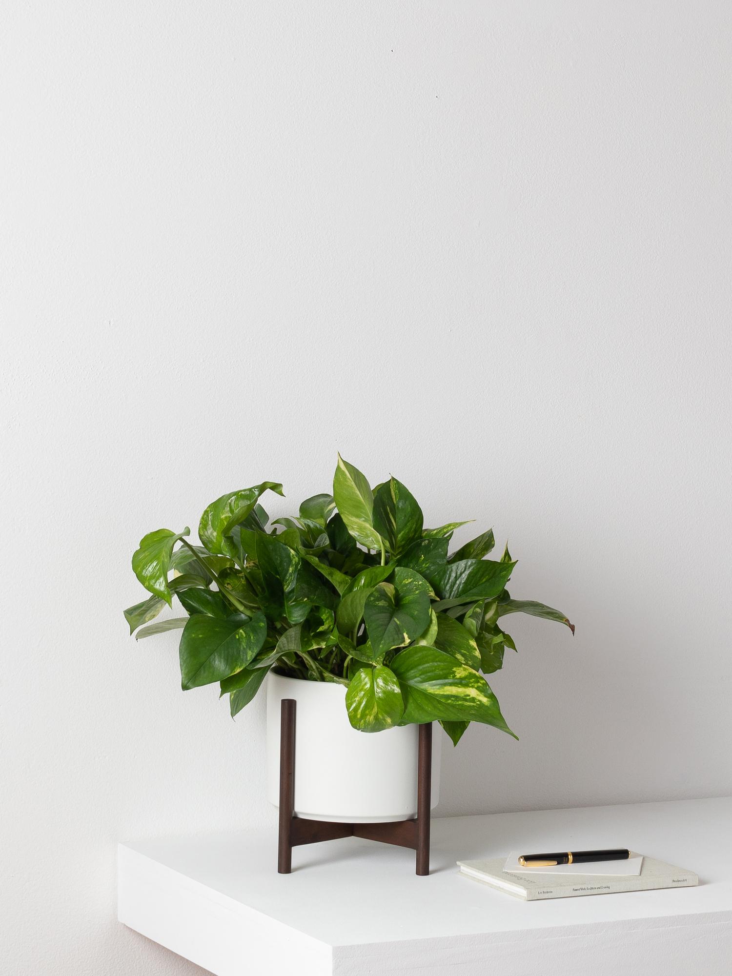 Cascading Pothos With Mid-Century Pot Medium 1 - 1½ ft tall – White Mid ...