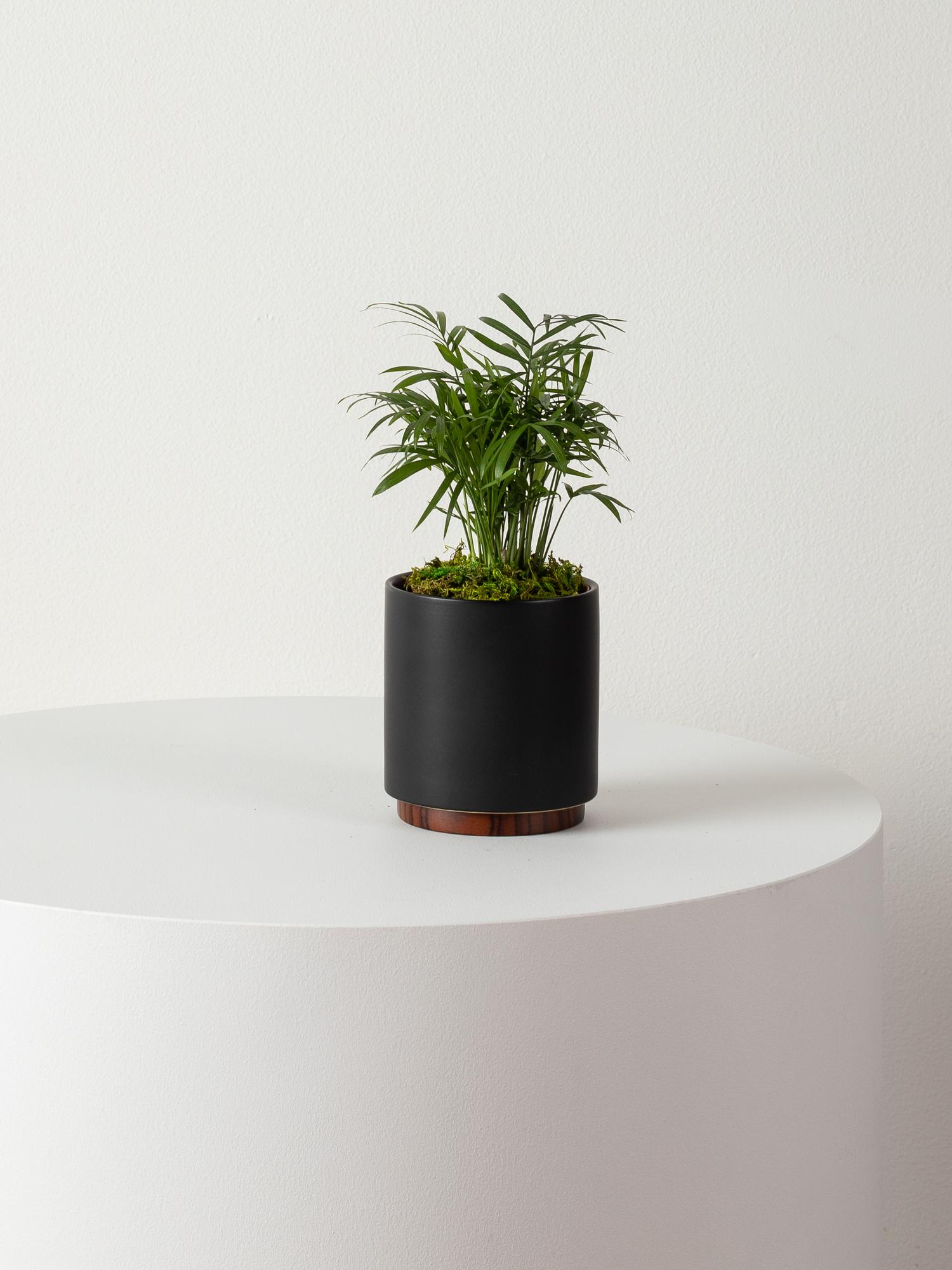 Small Parlor Palm With Mid-Century Pot, potted plant, shipped by Léon ...