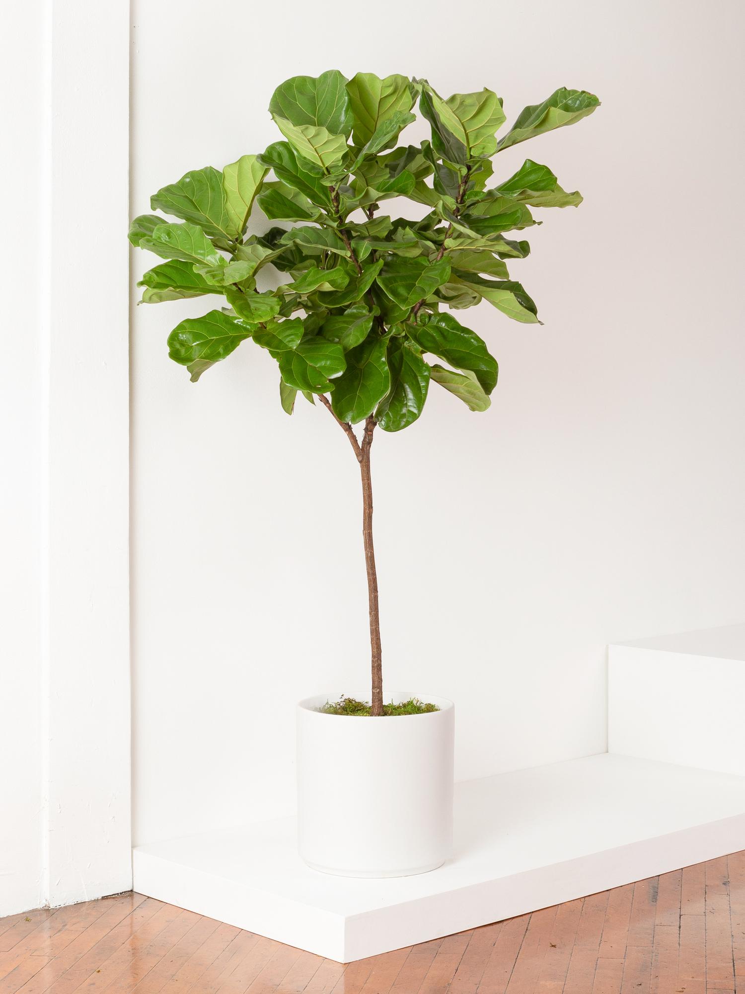 Extra Large Fiddle Leaf Fig Tree With Mid-Century Pot, potted plant ...
