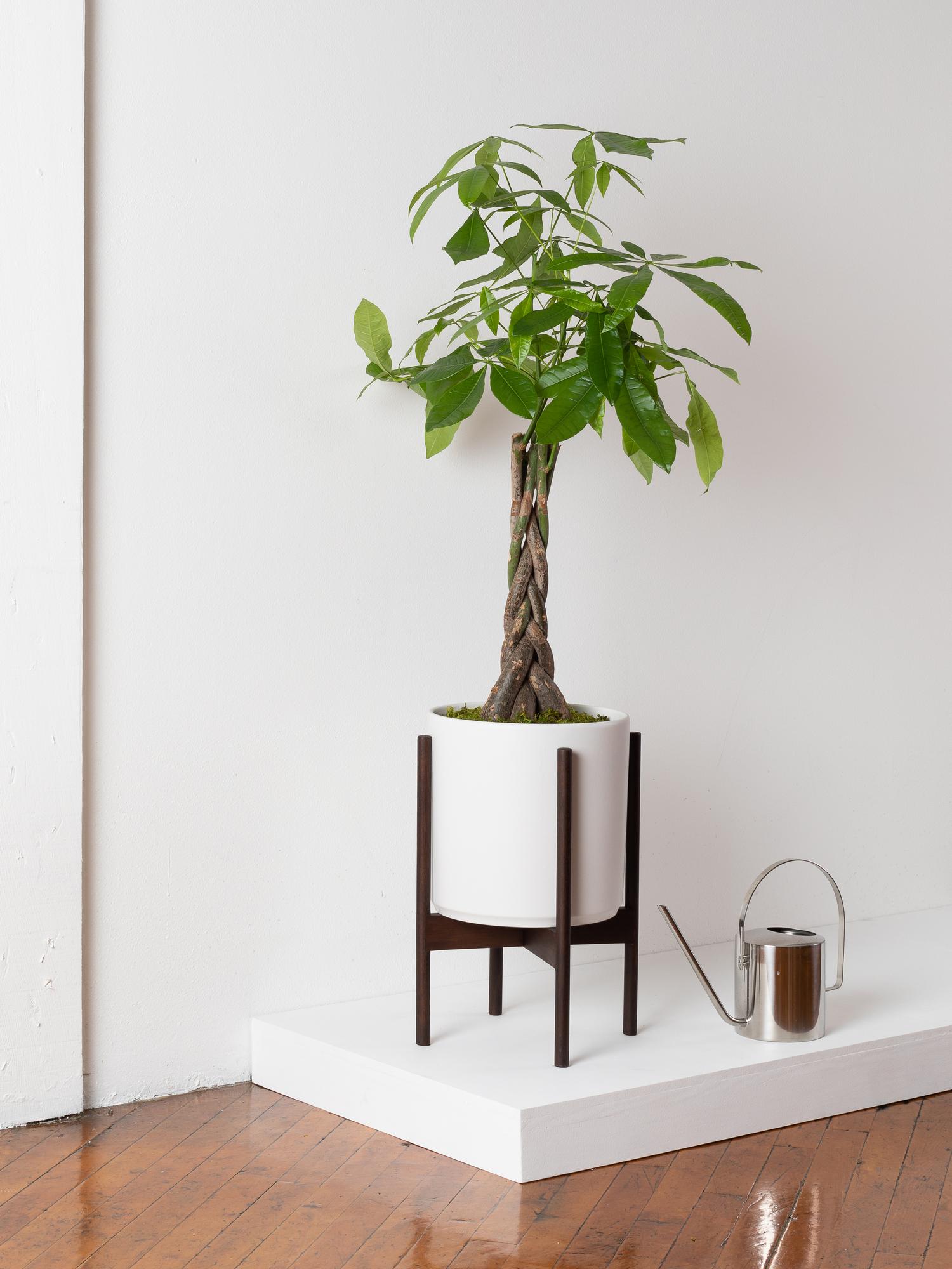 Large Braided Money Tree With Mid-Century Pot, potted plant, shipped by ...