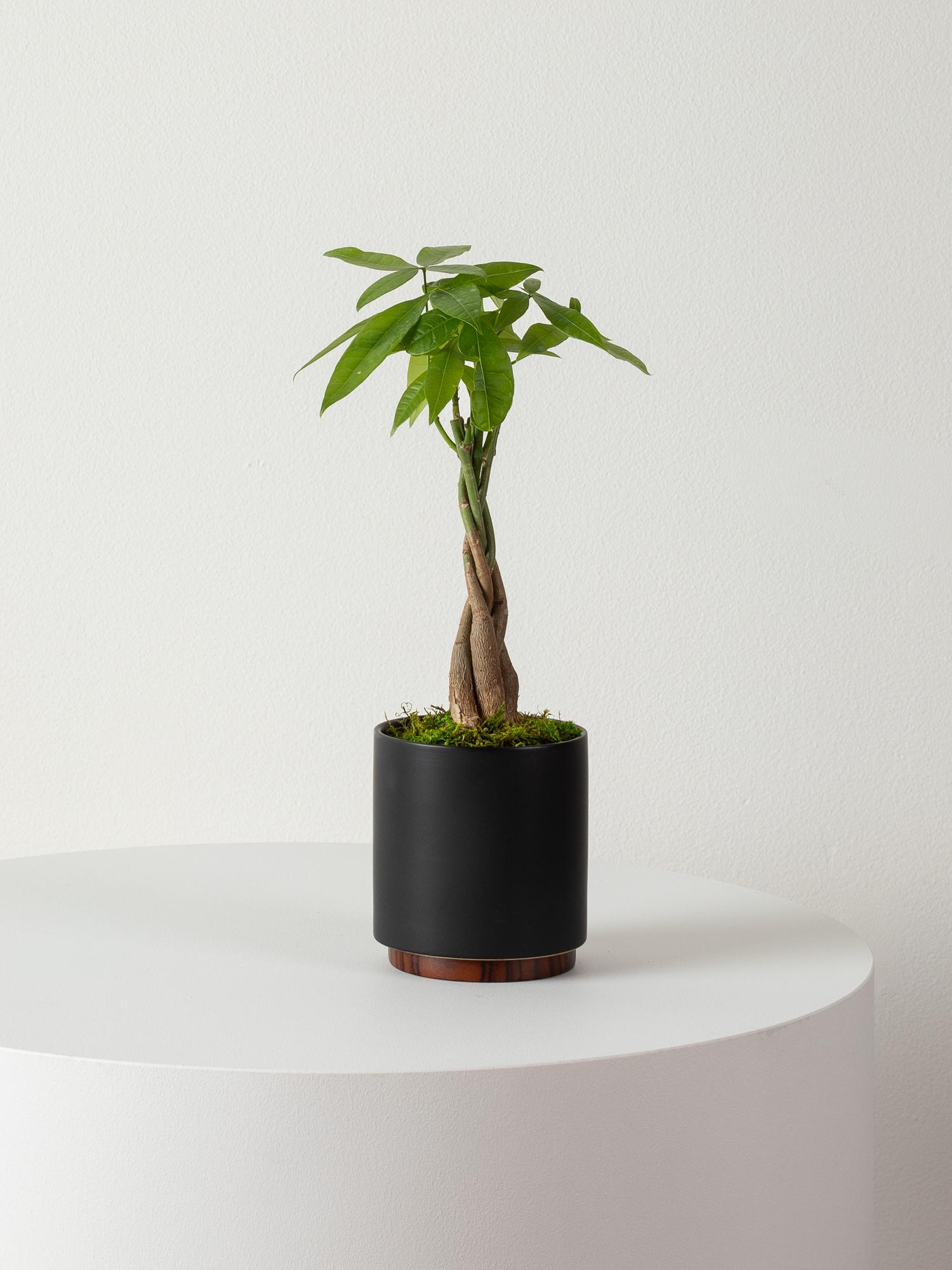 Small Braided Money Tree With Mid-Century Pot, potted plant, shipped by ...