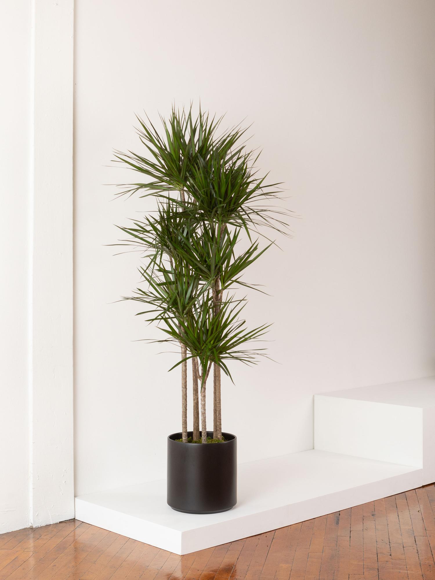 Extra Large Dragon Tree With Mid-Century Pot, potted plant, shipped by ...
