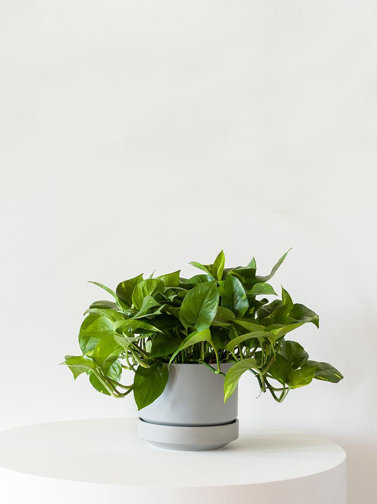 Cascading Pothos With Scandinavian Pot Medium 1-1 ½ ft tall, potted ...