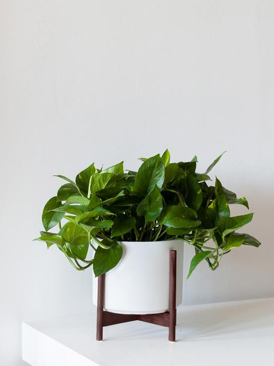 Cascading Pothos With Mid-Century Pot Medium 1 - 1½ ft tall – White Mid ...