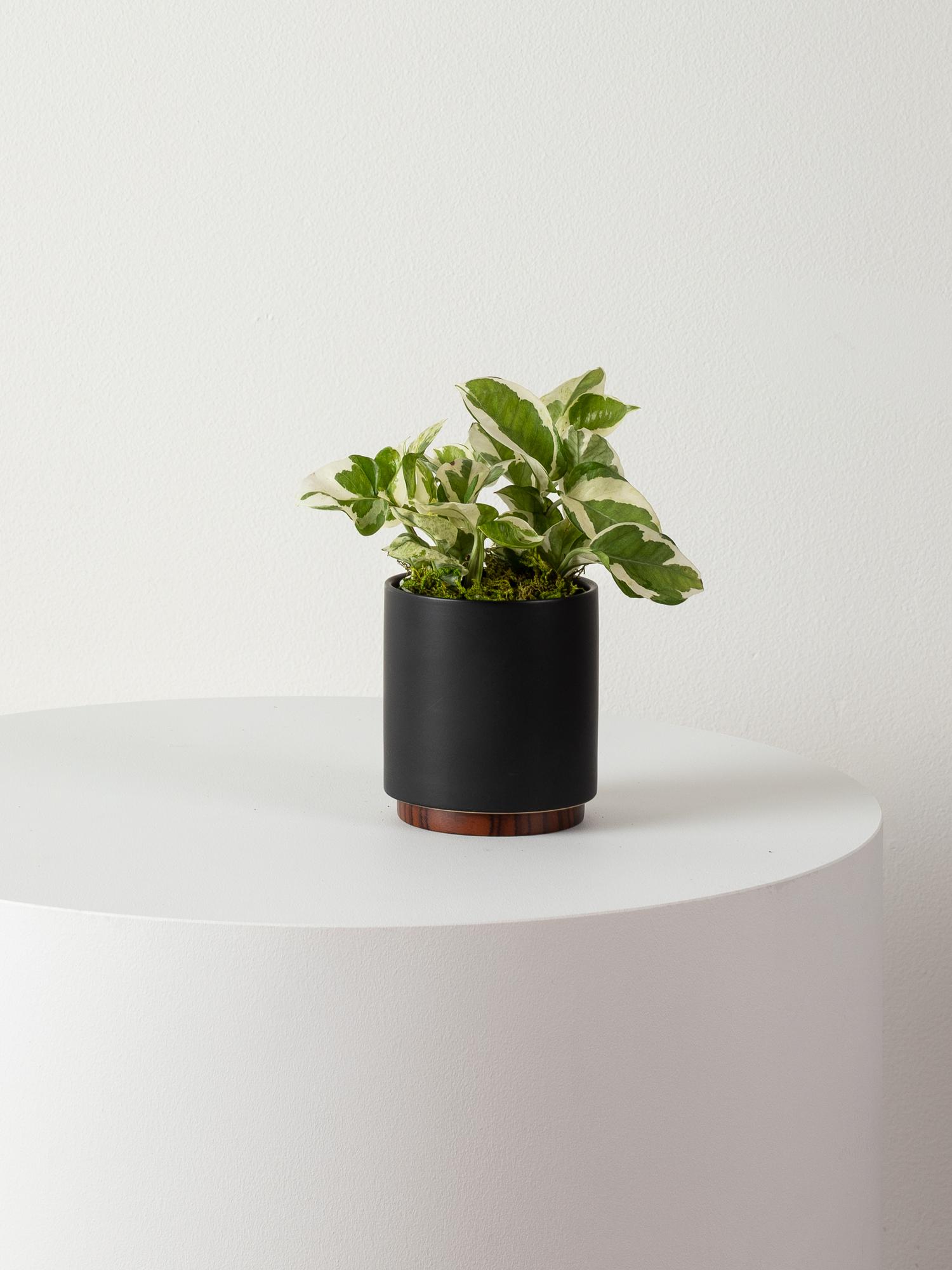 Small N'joy Pothos With Mid-Century Pot, potted plant, shipped by Léon ...
