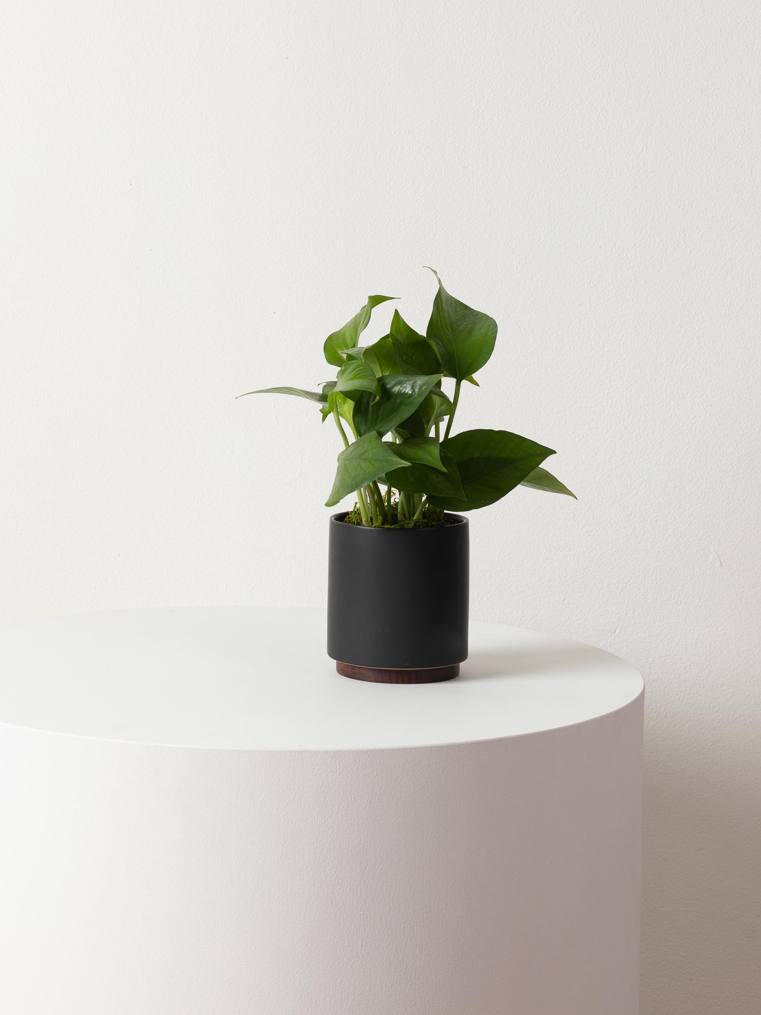 Small Jade Pothos With Mid-Century Pot, potted plant, shipped by Léon ...