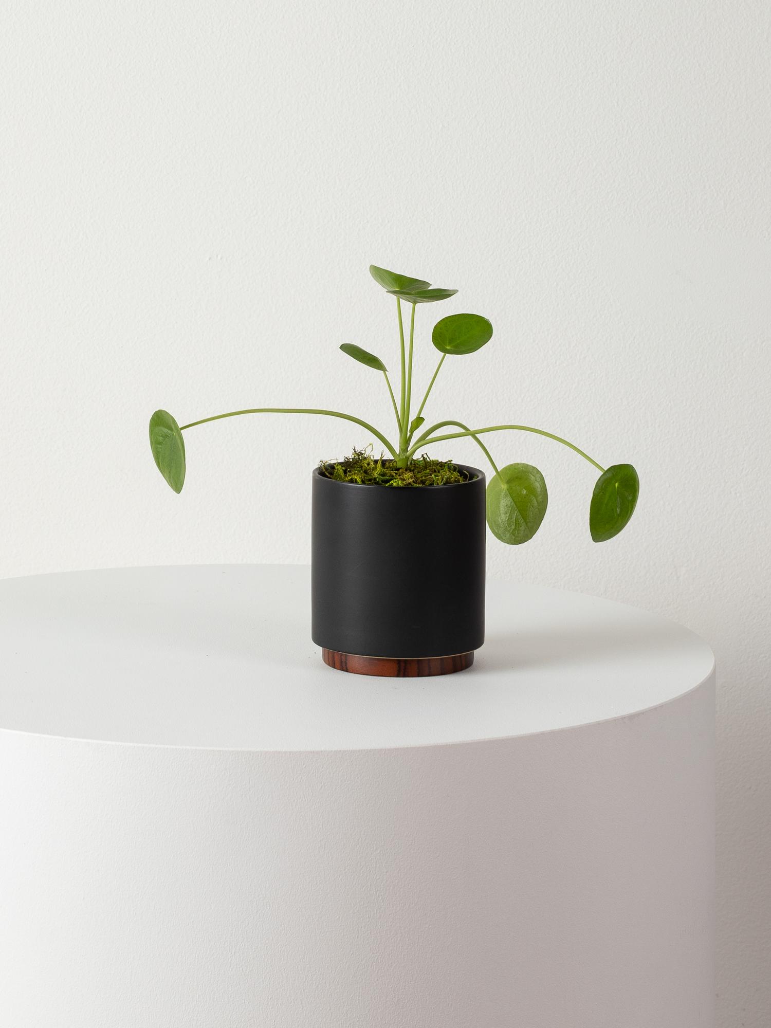 Small Pilea Peperomioides With Mid-Century Pot, potted plant, shipped ...