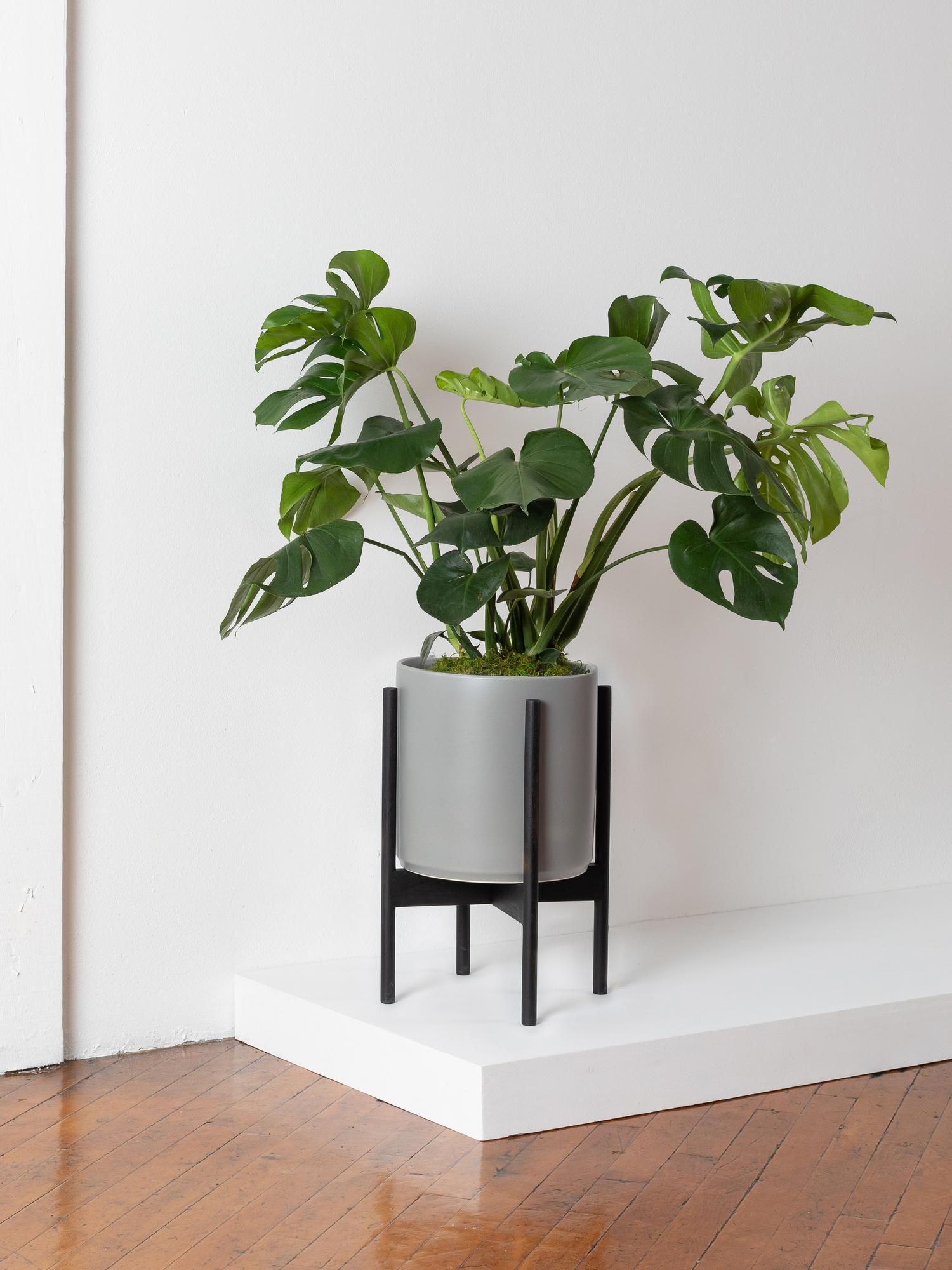 Large Monstera Deliciosa With Mid-Century Pot, potted plant, shipped by ...