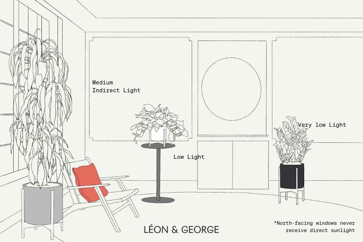 Indoor Plant Light Guide by Léon & George