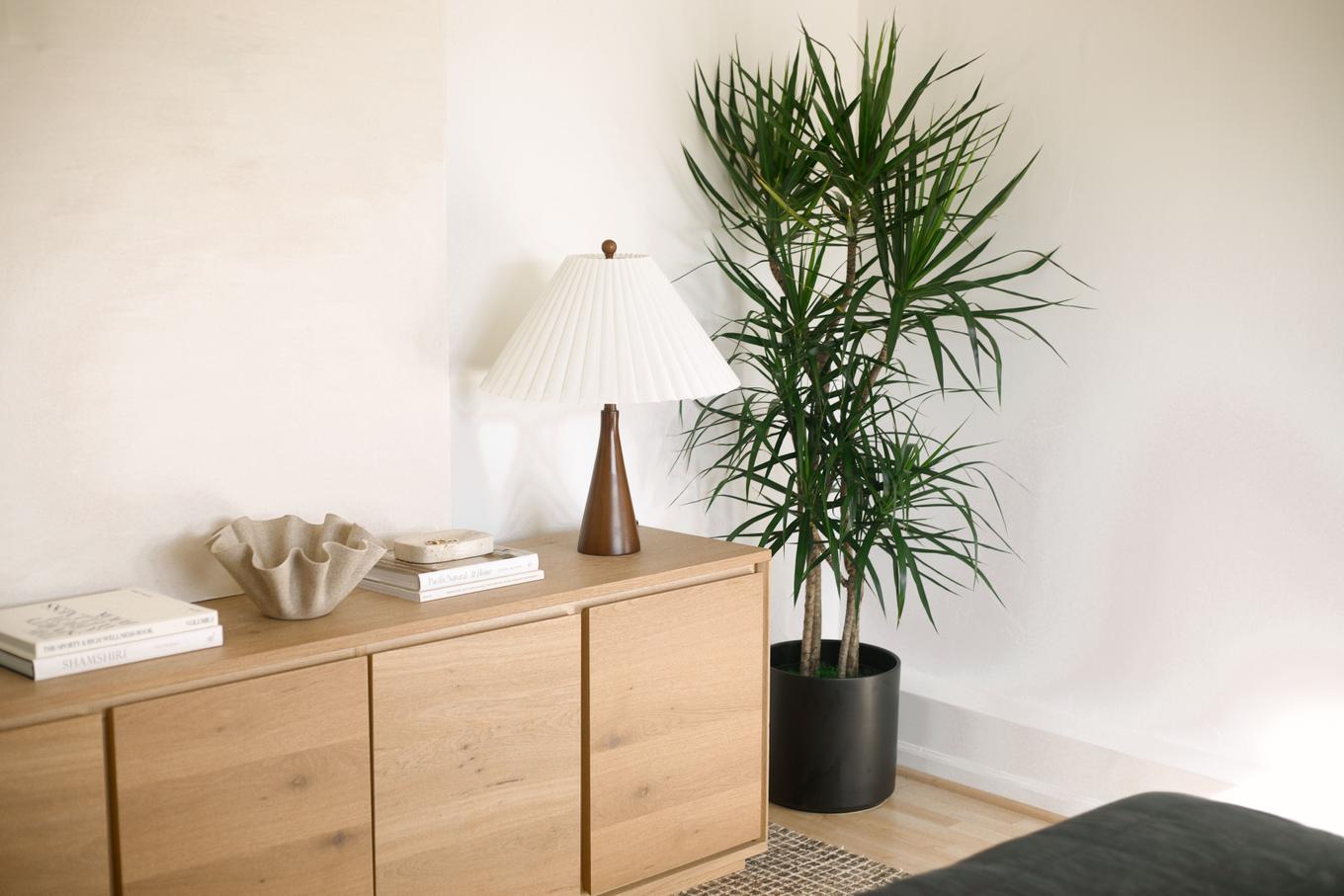 Léon & George | Premium Quality Plants, Delivered Nationwide