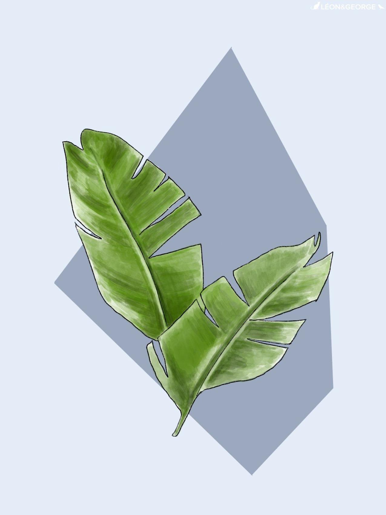 Why Are My Bird of Paradise Leaves Splitting? by Léon & George