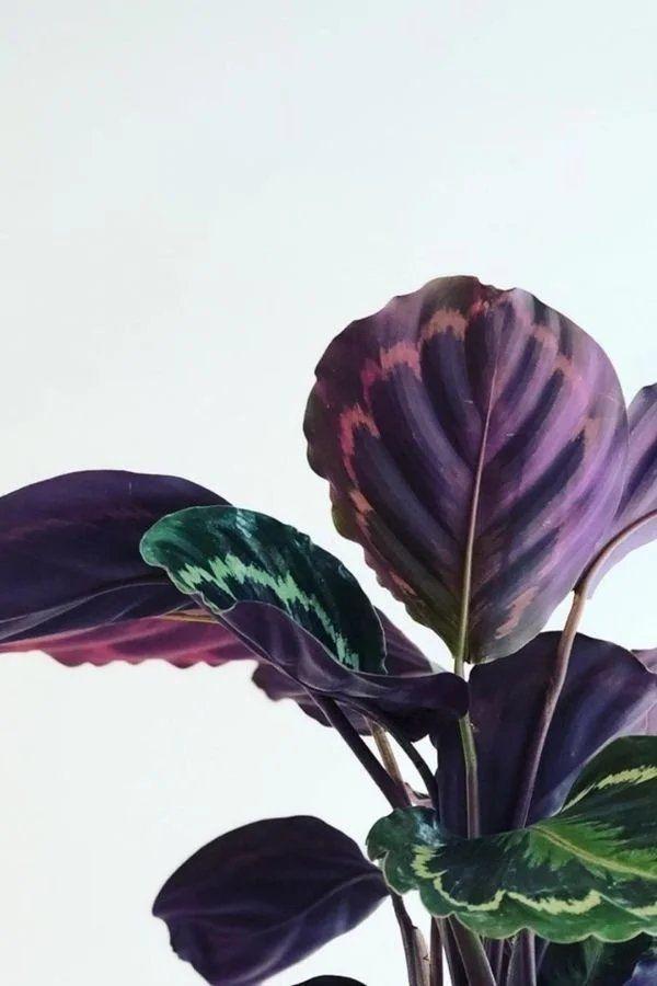 Buying a Calathea: The Complete Prayer Plant Guide by Léon & George