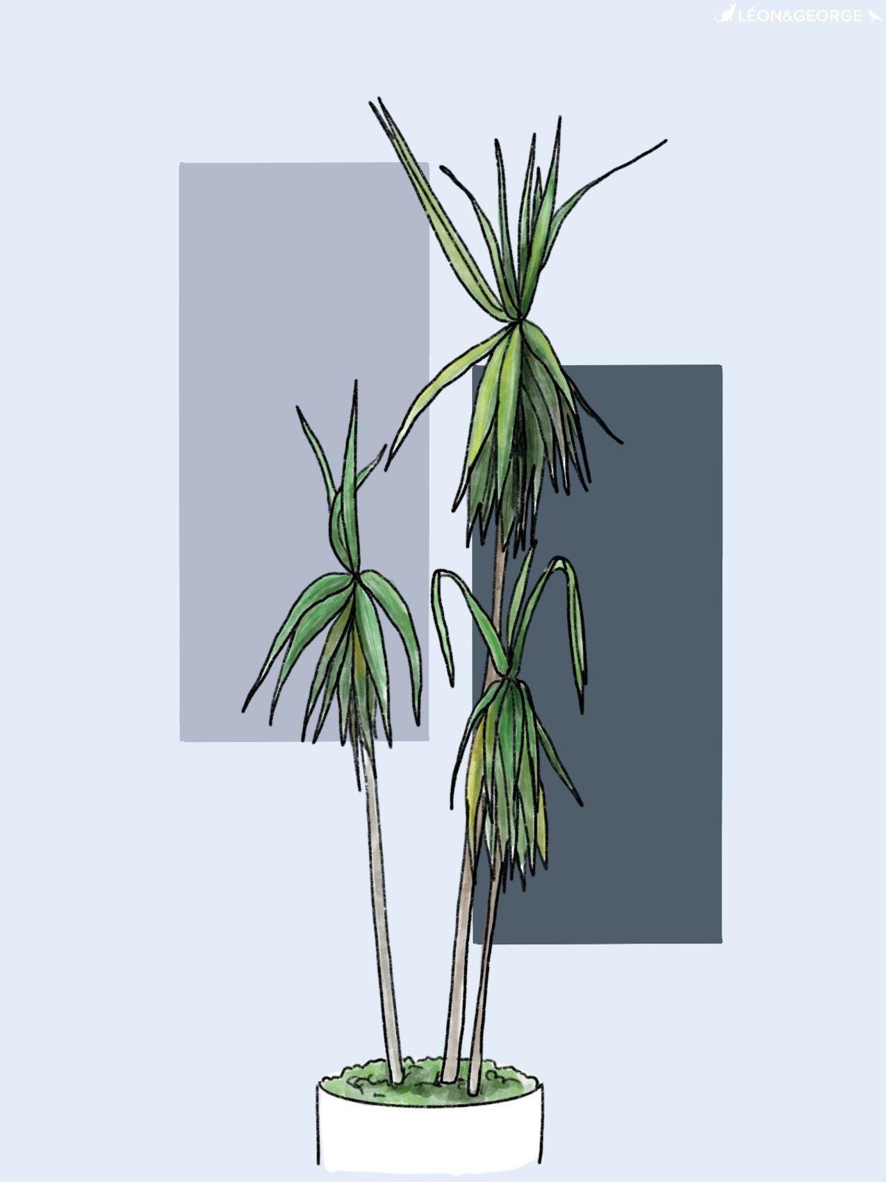 Why Is My Dragon Tree Drooping? Causes & How to Fix by Léon & George