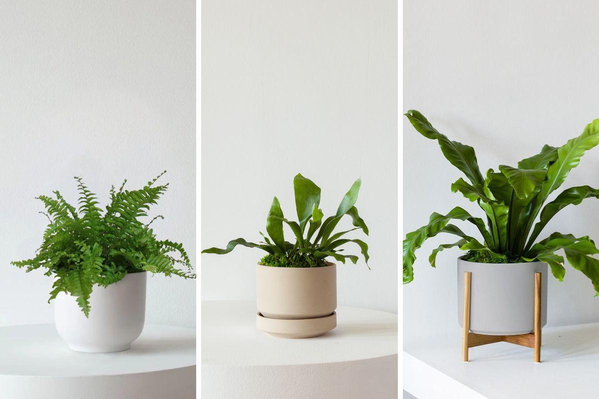 Fern Care Guides by Léon & George