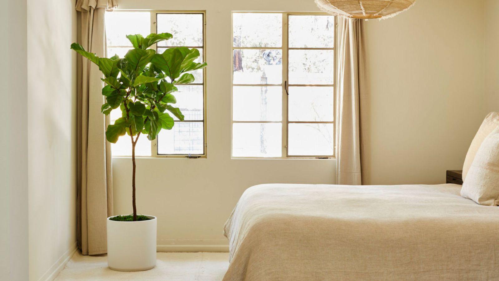 Find the Perfect Placement for your Fiddle Leaf Fig by Léon & George