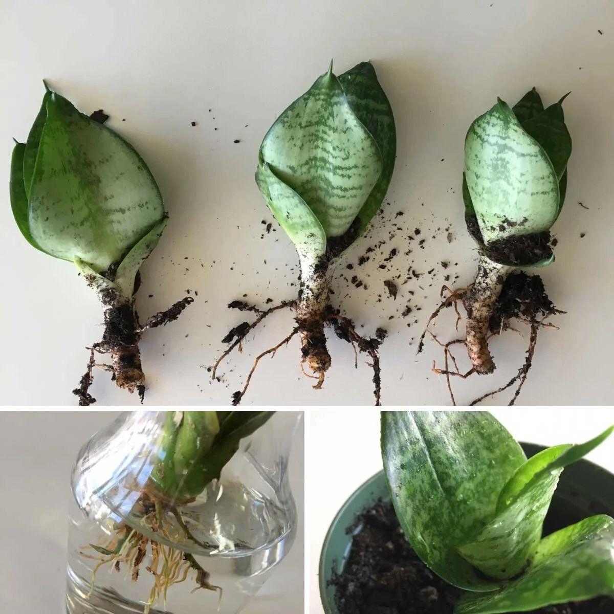 How to Propagate Plants: 3 Easy Ways by Léon & George