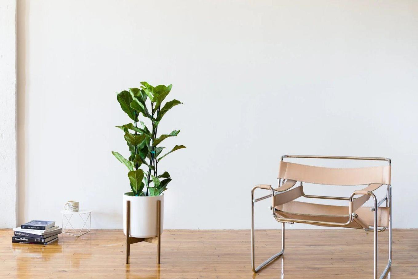 Light Requirements for Plants, Explained by Léon & George