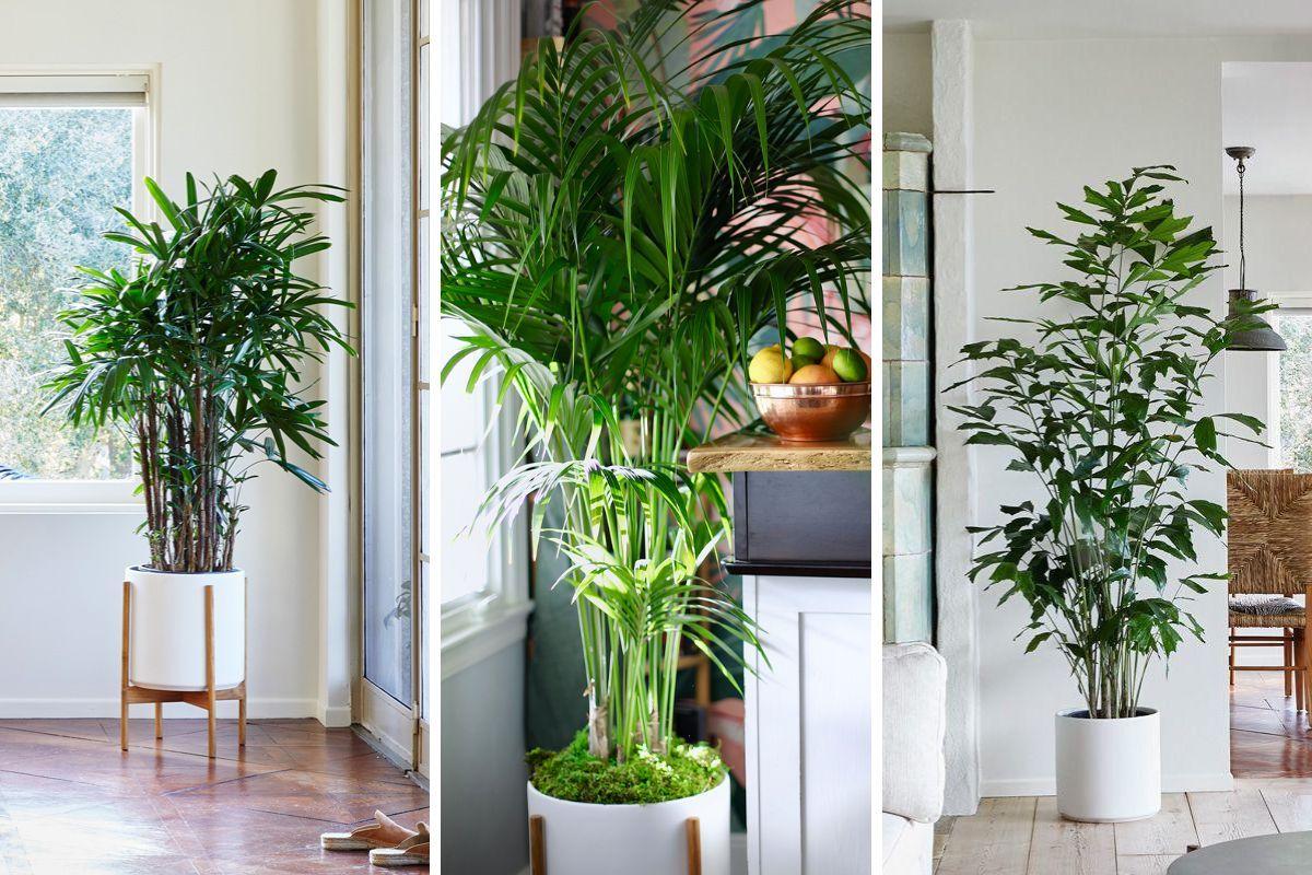 Palm Care Guides by Léon & George