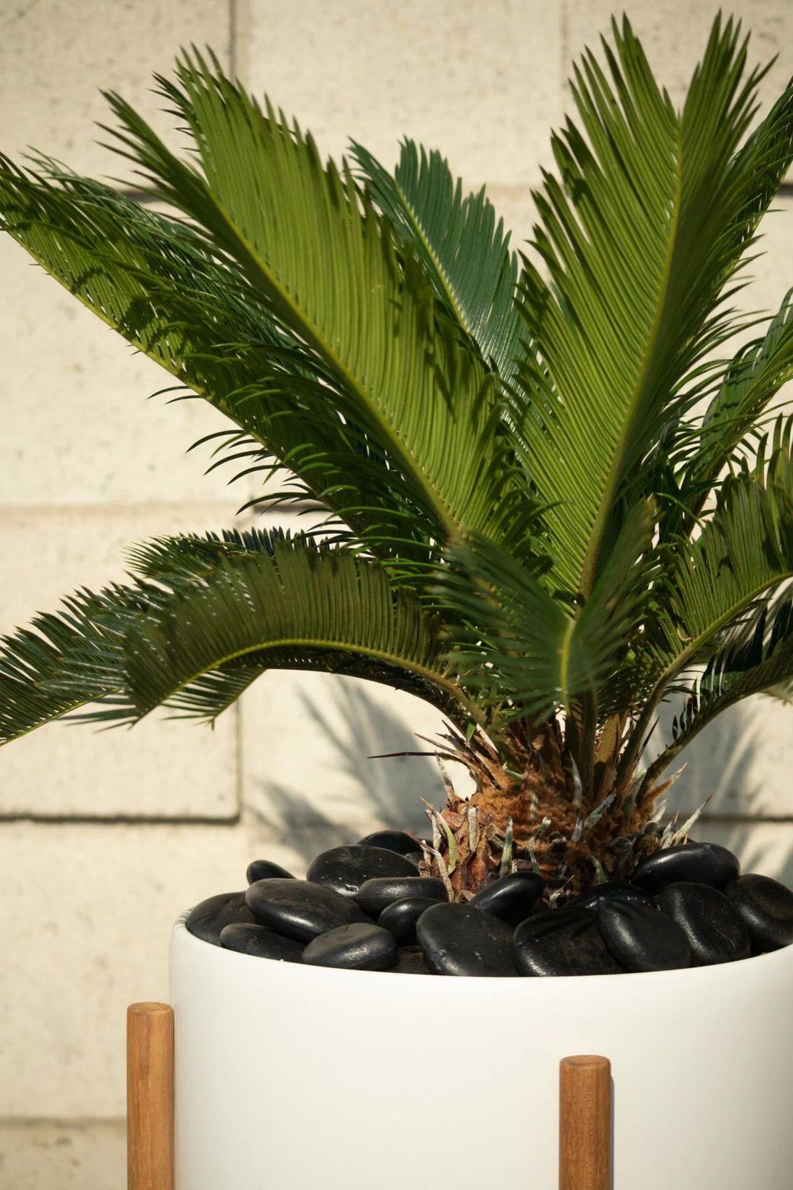 Buying a Sago Palm: The Complete Care Guide by Léon & George