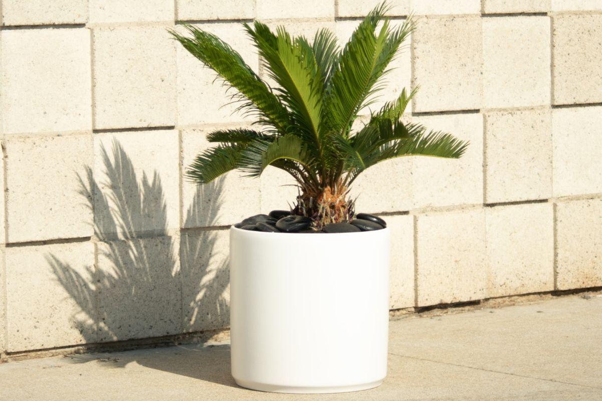 Sago Palm Care by Léon & George