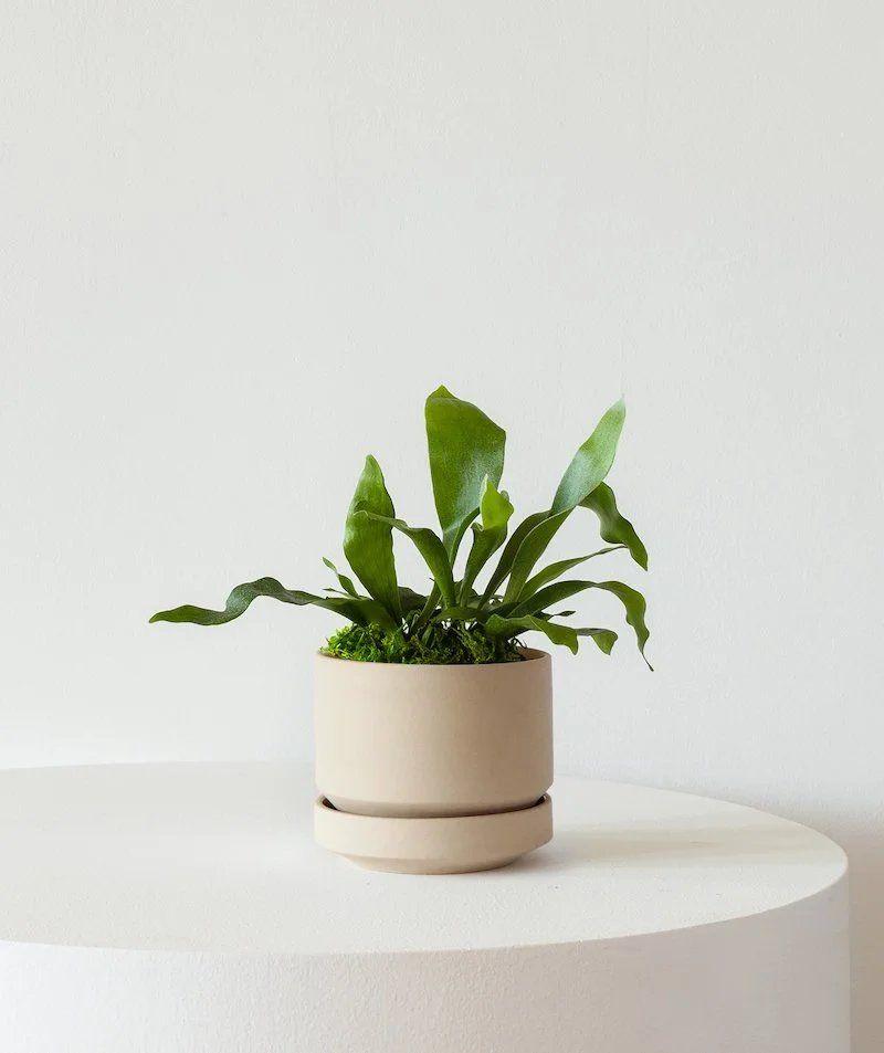 Buying a Staghorn Fern: The Complete Care Guide by Léon & George